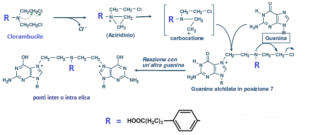 Clorambucile - Wikifarmaco
